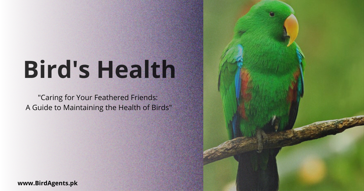 A Guide to Maintaining the Health of Birds – BirdAgents.pk