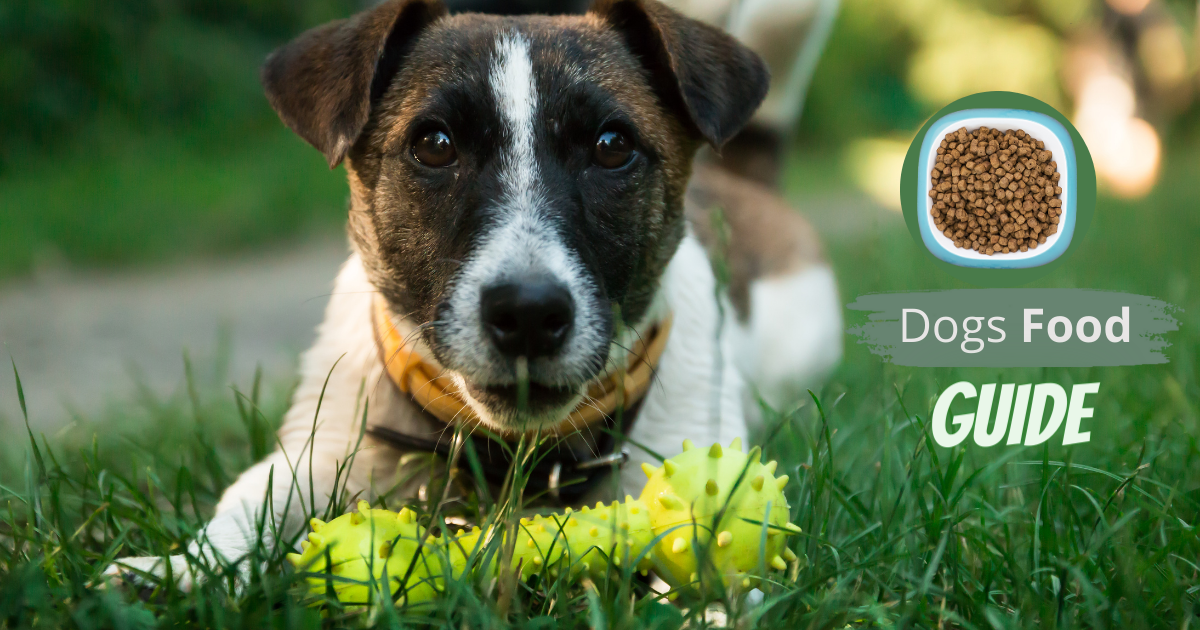 A Pawsome Diet: The Ultimate Guide to Dogs Food in Pakistan – BirdAgents.pk