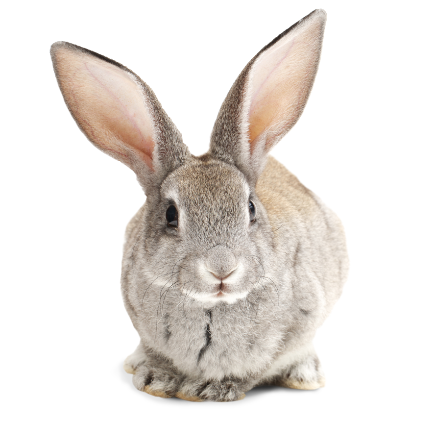 Rabbits & Rodents – BirdAgents.pk