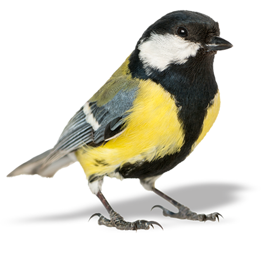 Ground & Wild Birds – BirdAgents.pk