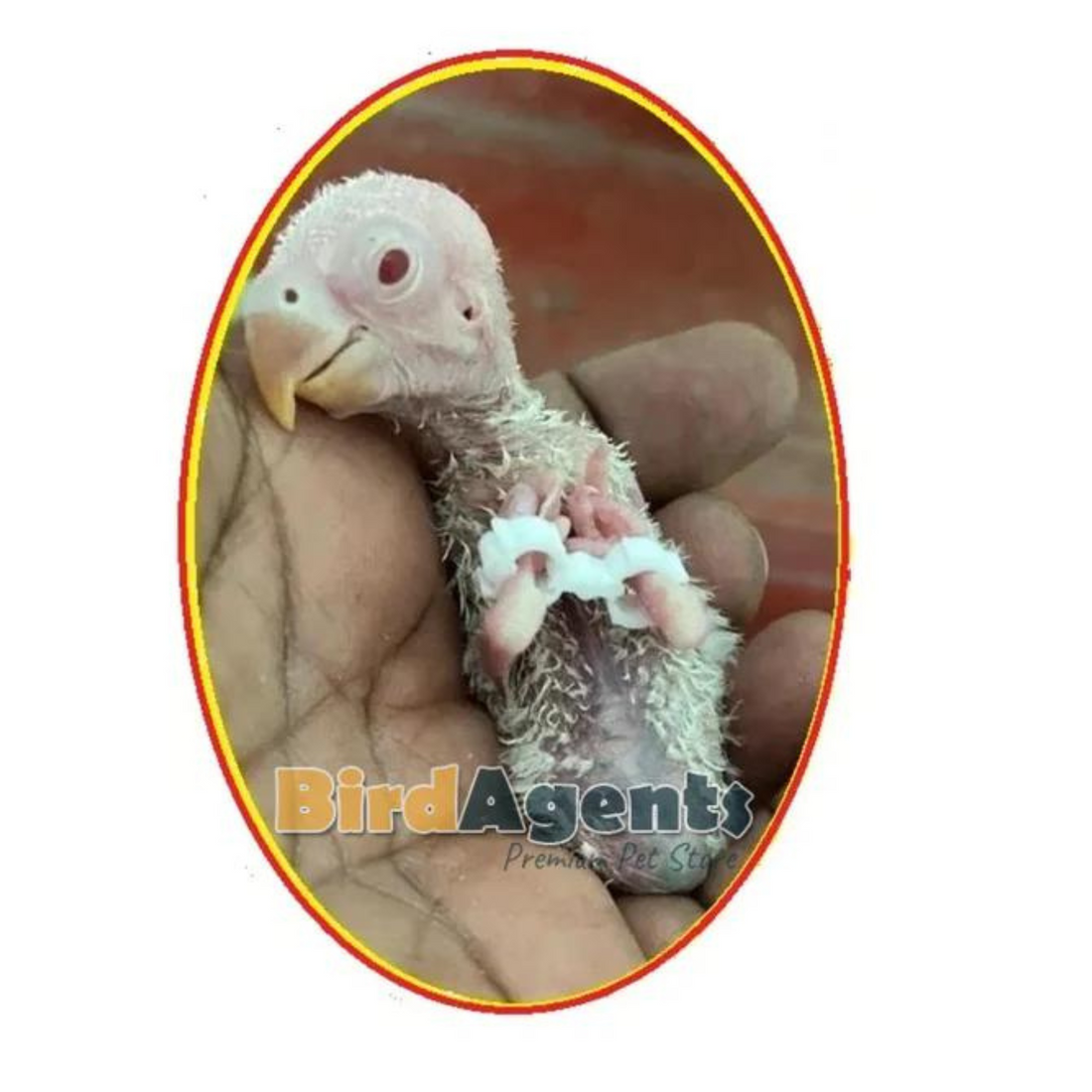 Bird Leg Hobble For Splayed Leg – BirdAgents.pk