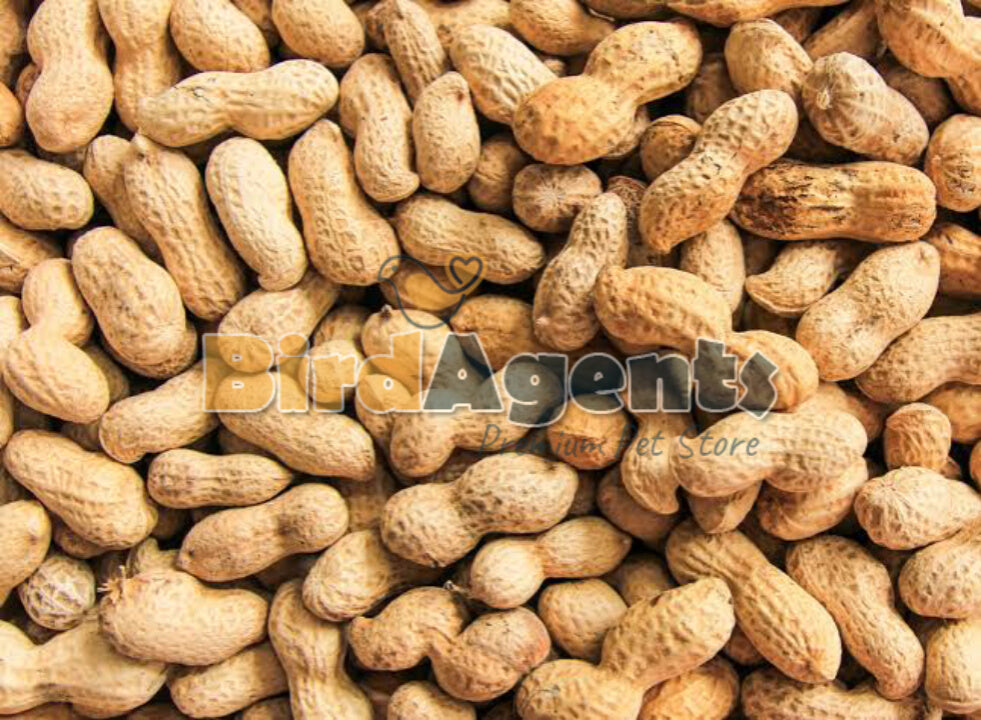 Peanut / Mong Phali – BirdAgents.pk