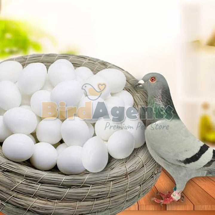 Dummy Eggs For Pigeons - Effective way to Manage Breeding – BirdAgents.pk
